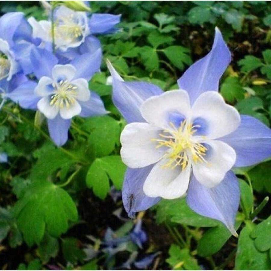 10pcs /Bag Perennial Aquilegia Viridiflora Pall Cat Claw Flower Bonsai ...