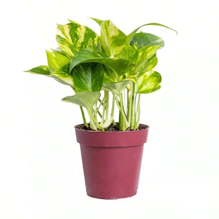 Live 4 Golden Pathos Potted Houseplant 64932 | SHEIN USA