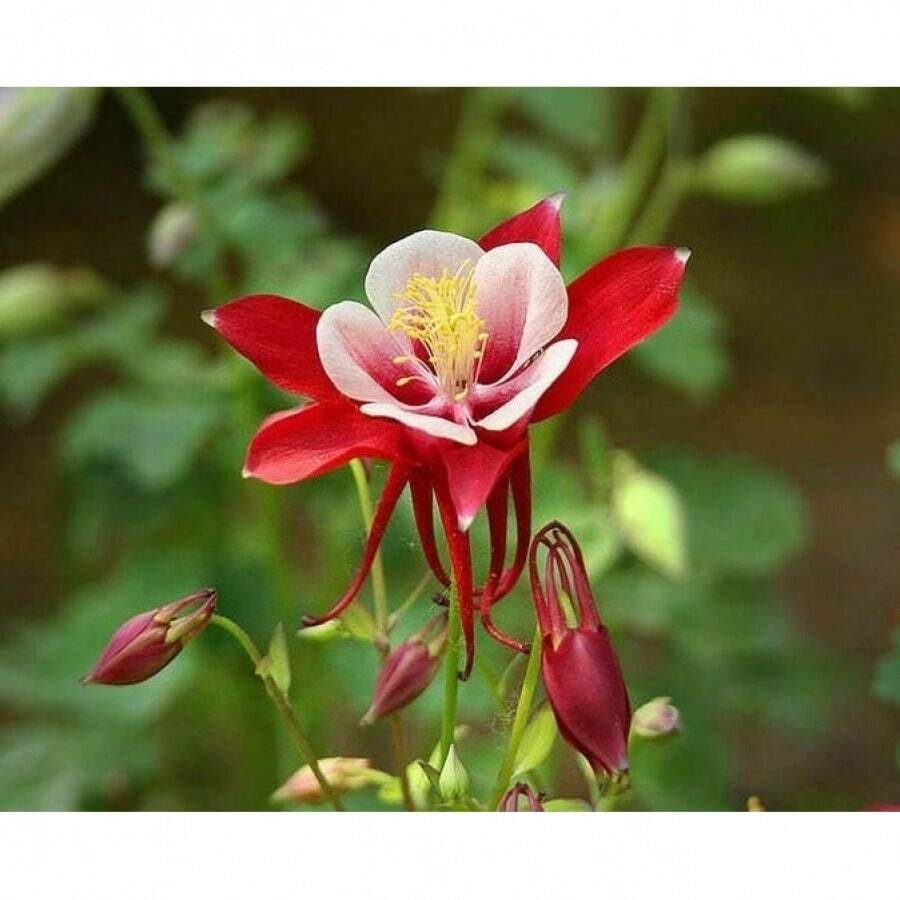 10pcs /Bag Perennial Aquilegia Viridiflora Pall Cat Claw Flower Bonsai ...