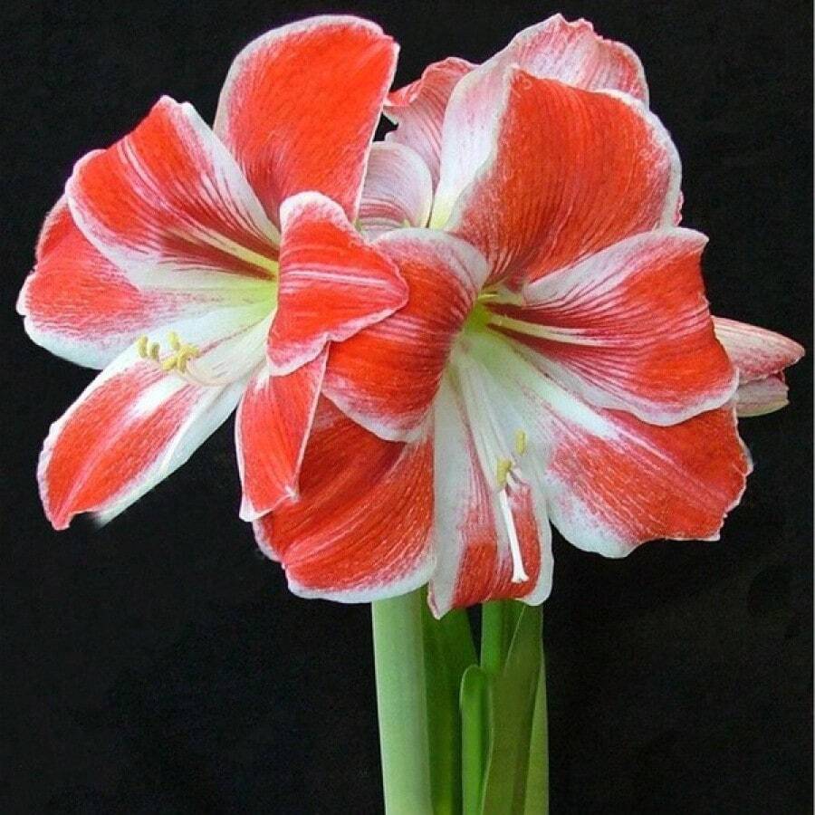 100pcs Particle Hippeastrum Rutilum Seeds Bonsai Home Garden Balcony ...