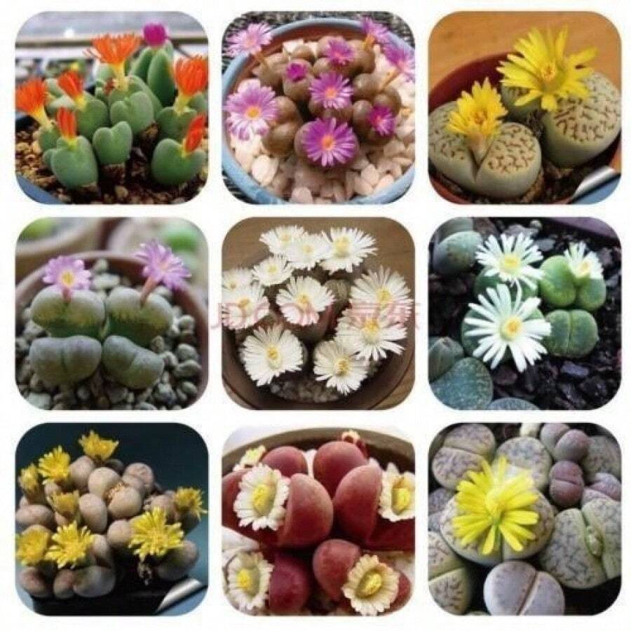 100pcs Lithops Succulent Seeds Mix Lithops Pseudotruncatella Seeds ...