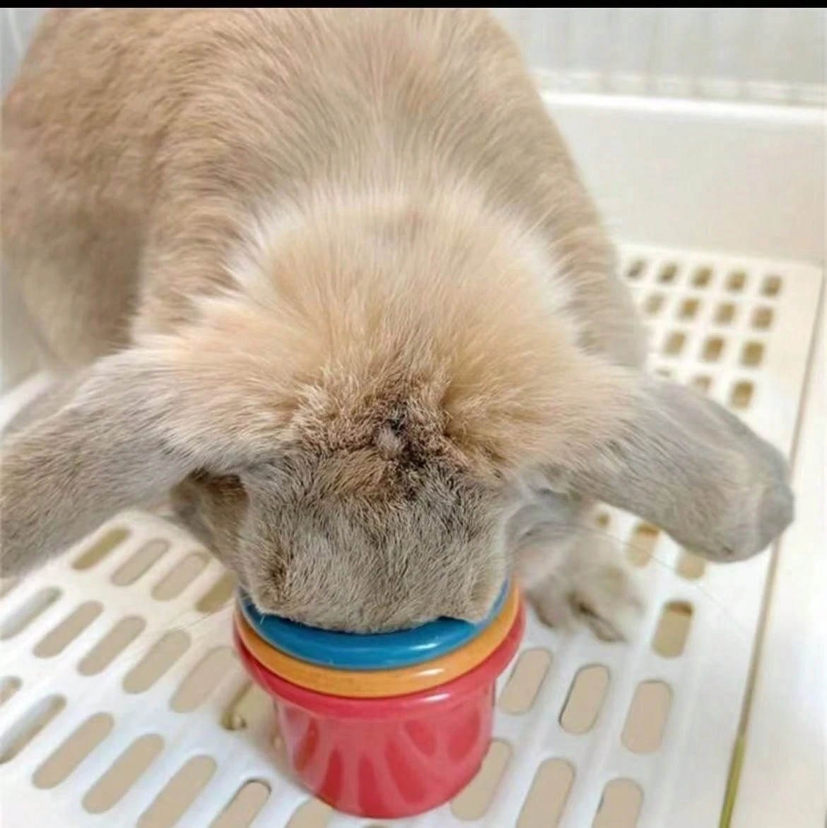 Stackable Rabbit Cups, Colorful Small Animals Rich Toys, Interactive ...