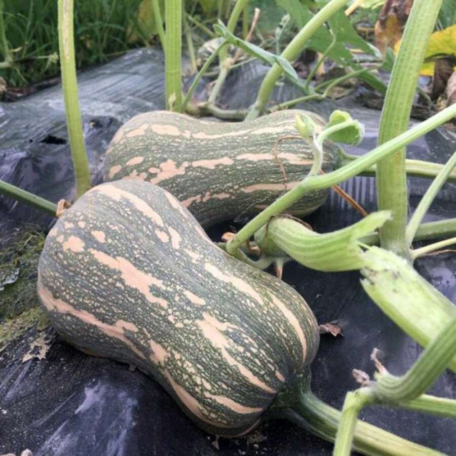 Vegetable Seeds Jinsha Pumpkin Seeds Orange Flesh Thick Flesh Good Waxy ...