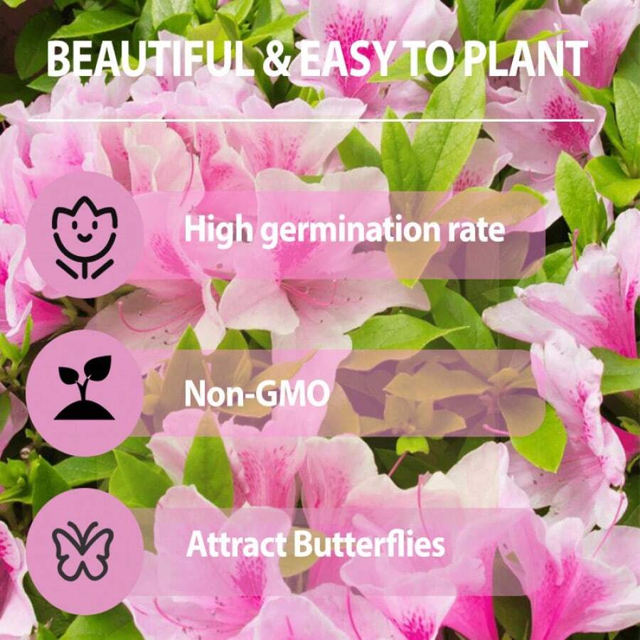 30 Mixed Azalea Rhododendron Simsii Seeds For Planting- Vibrant Colors ...