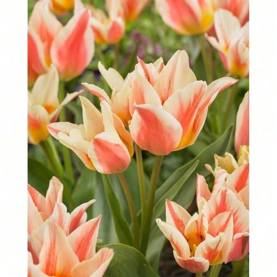 100 Tulip Seeds, Suitable For Planting - Perennial Tulips, Easy To Grow ...
