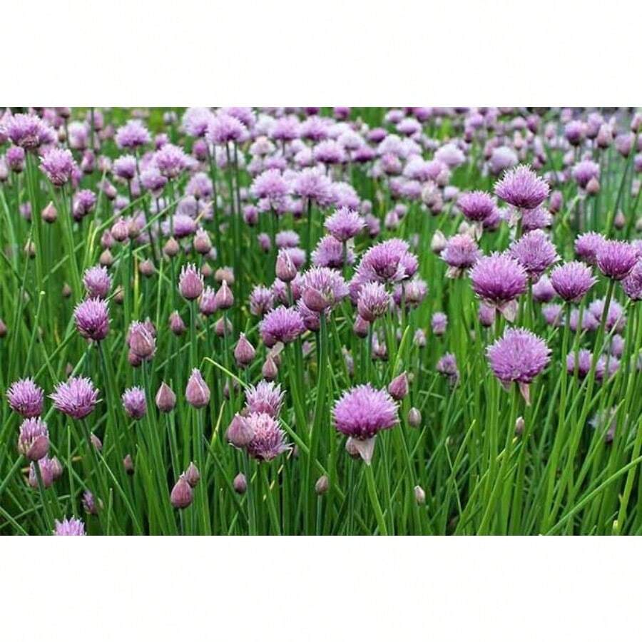 High Germination Rate CHIVE 250 SEEDS COMMON TYPE NON-GMO FRESH FOR ...