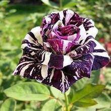 100pcs Garden Black Dragon Rose Seeds Rare Shrubs Ornamental Flowers ...