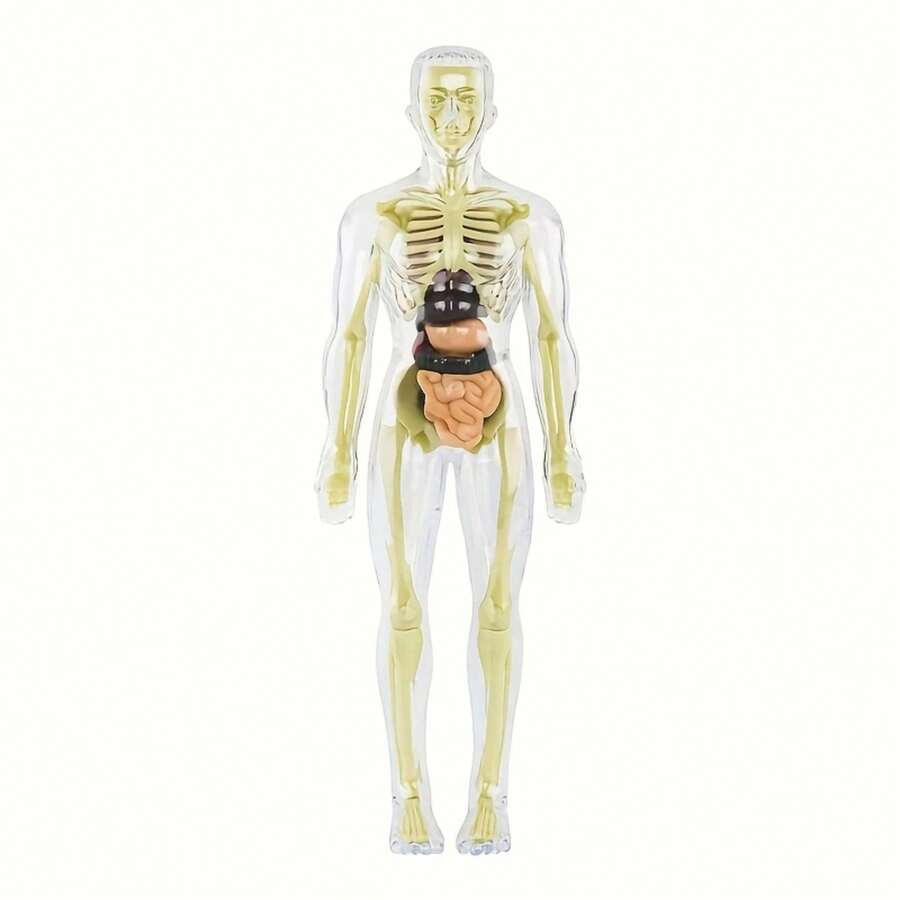 Human Anatomy Model Set - Removable Skeleton And Full Torso ...