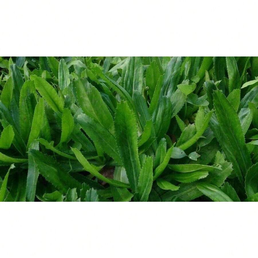 Gift 500Pcs 1000+ Culantro Seeds | Recao | Ngò Gai Non-GMO Eryngium ...