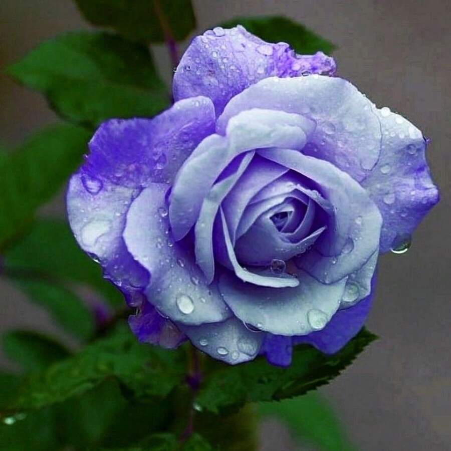 Free Extra 500 Seeds/100 Pcs Purple Rose Seeds Perennial Flower Seeds ...
