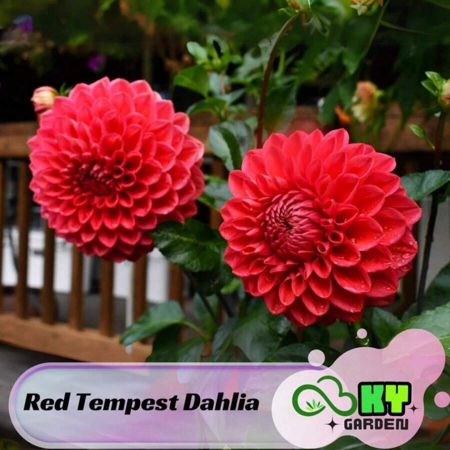 Flower Seeds Red Tempest Dahlia Seeds - Attracts Pollinators,Long ...