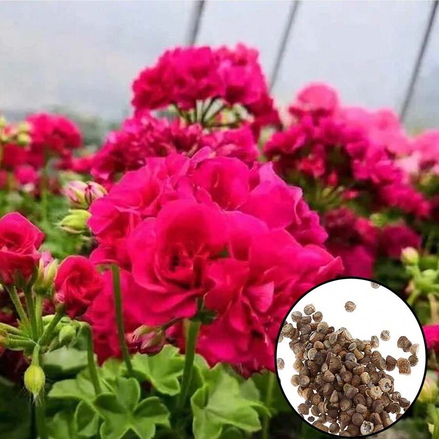 Geranium Silk Flower Plant | SHEIN USA