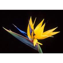 Bird Of Paradise Orchid Flower Seed - Mix Color Orange, Yellow, White ...