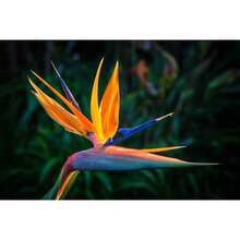 Bird Of Paradise Orchid Flower Seed - Mix Color Orange, Yellow, White ...