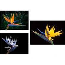 Bird Of Paradise Orchid Flower Seed - Mix Color Orange, Yellow, White ...