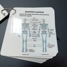 Anatomical System Flashcards - Comprehensive Medical & Nursing Study ...