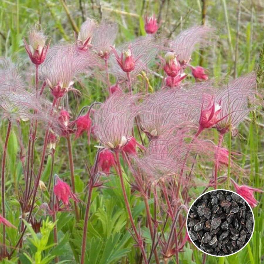 Prairie Smoke Seeds - 20 Seeds To Grow - Made In USA, Ships From Iowa ...