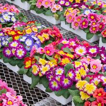 300 Mix Common Evening Primrose Seeds For Planting Outdoor-Ornamentals ...