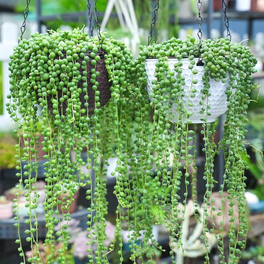 Hot String Of Pearls Small String Of Pearls Succulent Plant Seed ...