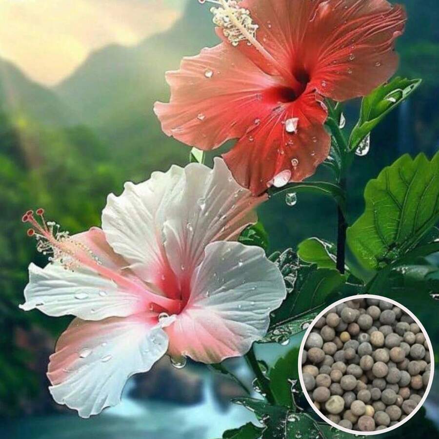High Quality Mixed Hibiscus Seeds, Perennial Flowers, Long Flowering ...