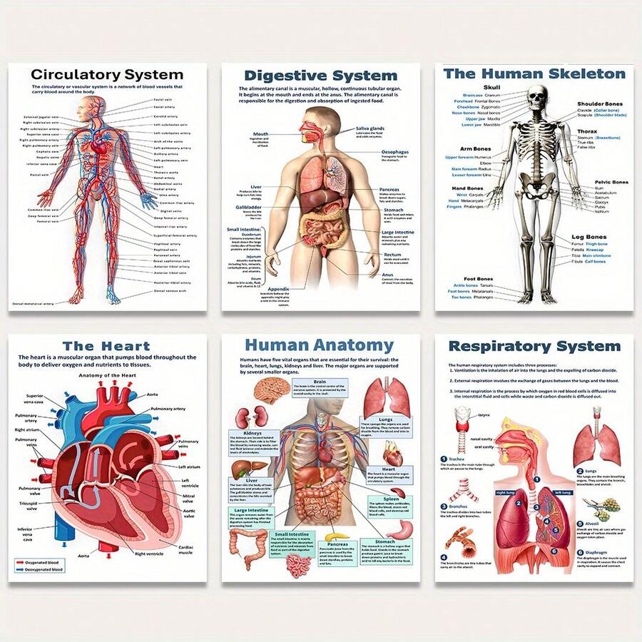 6 Peças Conjunto de Pôsteres de Anatomia Humana sem Moldura, Biologia ...