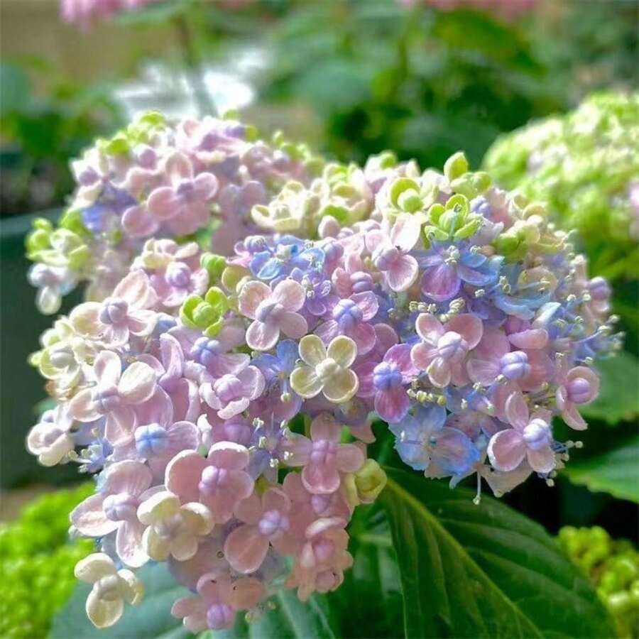 300 Rare Hydrangea Seeds | SHEIN USA