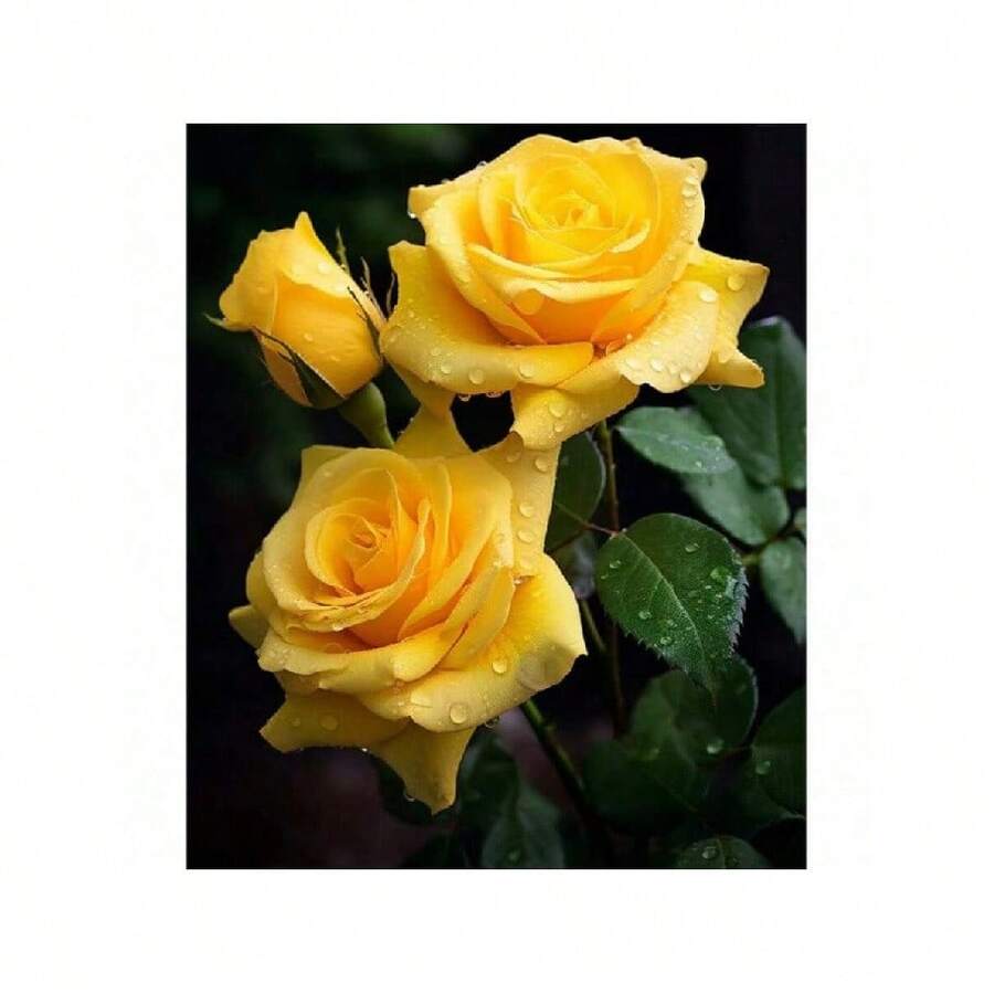 High Growth Rate High Germination Rate 300 Pcs Rose Seed Flower Shrub ...