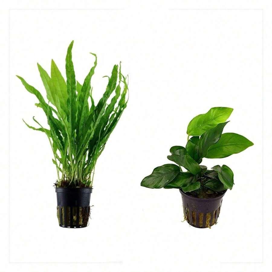 Potted Live Aquarium Plants Bundle - Easy And Snail Free Aquatic Plants ...