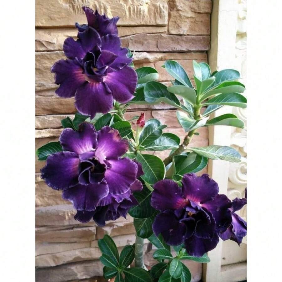 Fast Growing The Of Maverick: 100 Purple Rose Seeds -Can Be Given As A ...