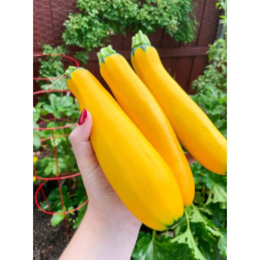 Hybrid Yellow Squash | Rare Seeds | SHEIN USA