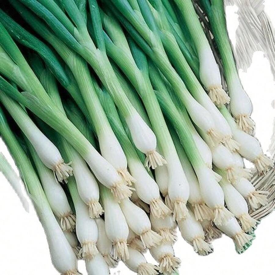 Spring Onion Seeds 1G 300-350 Seeds/Onion/Pack Onion Red Shibuya Plant ...