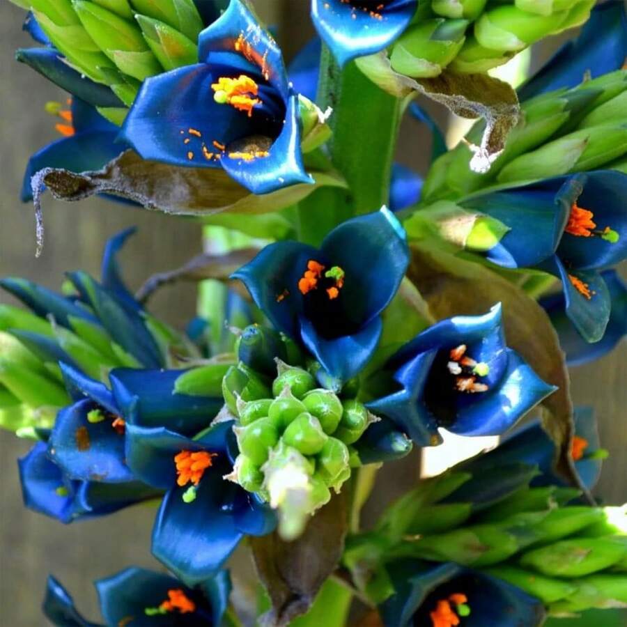 240 Rare Blue Sapphire Tower Plant Seeds (Puya Alpestris) Rare And ...