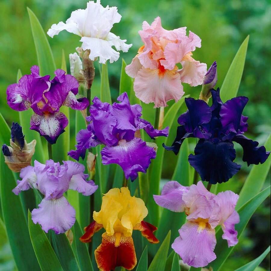 100 semi di iris barbati in fiore, semi rari di iris per la semina - semi di fiori perenni ...