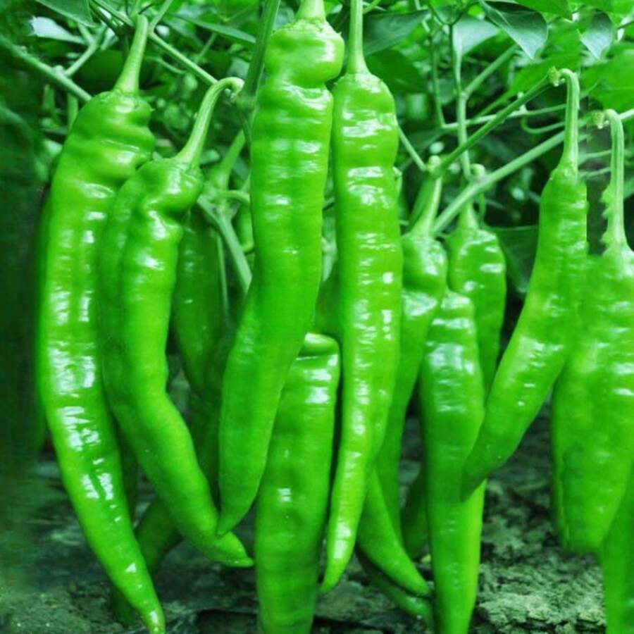Green Chili 100Seeds /Green Long Chilli Seeds Vegetable Long Hot Pepper ...