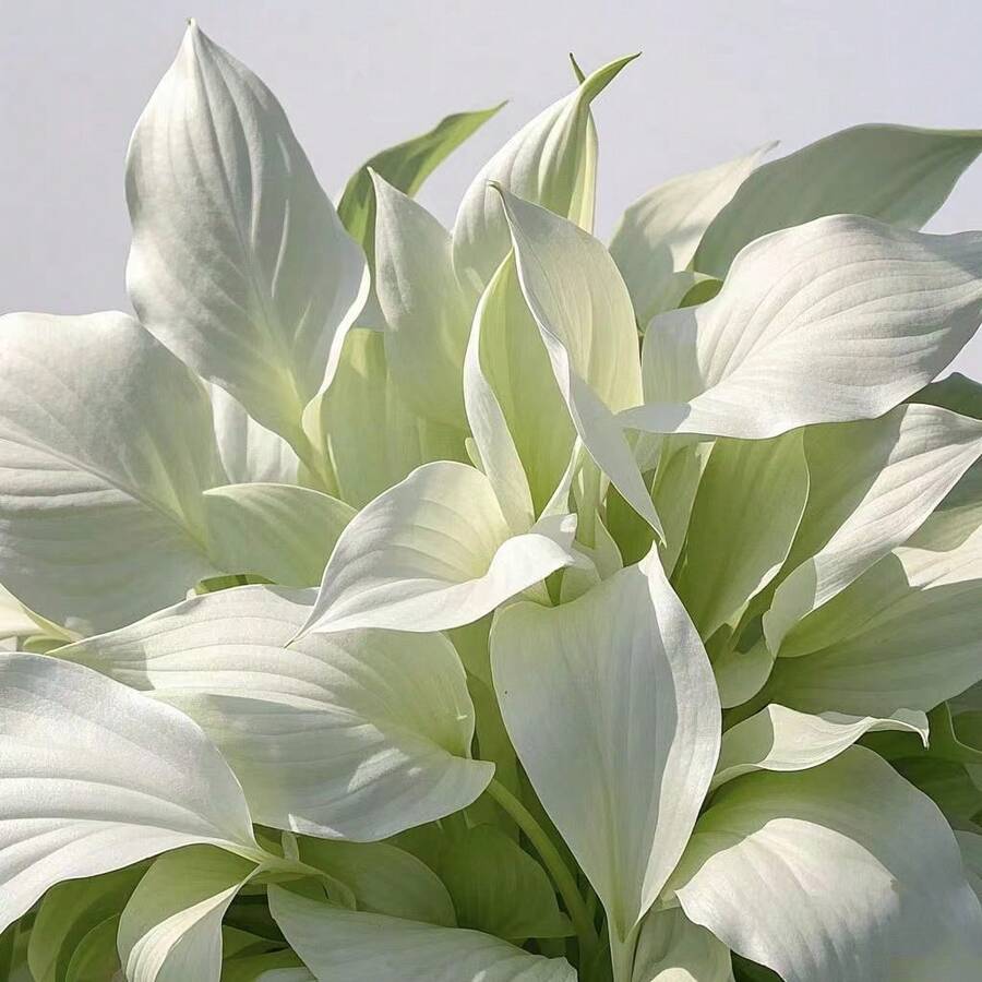 White Moonlight Varieties Hosta, Planting Garden Decoration Outdoor ...
