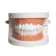 Teeth Model, Tooth Model, Dental Teaching Prosthetic, Kindergarten ...