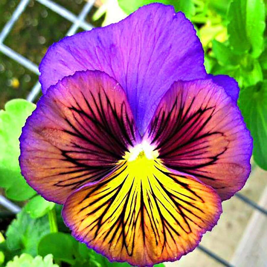 Sow Right Seeds 100pcs Blue Butter Flower Pansy Seeds, Unique Flower ...