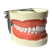 Dental Education Teeth Model, Dental Teaching Preparation, Full Arch ...