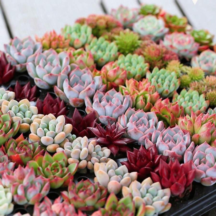 Fast Growing 50 Pcs Real Rare Succulent Plants Assorted Real Succulents ...