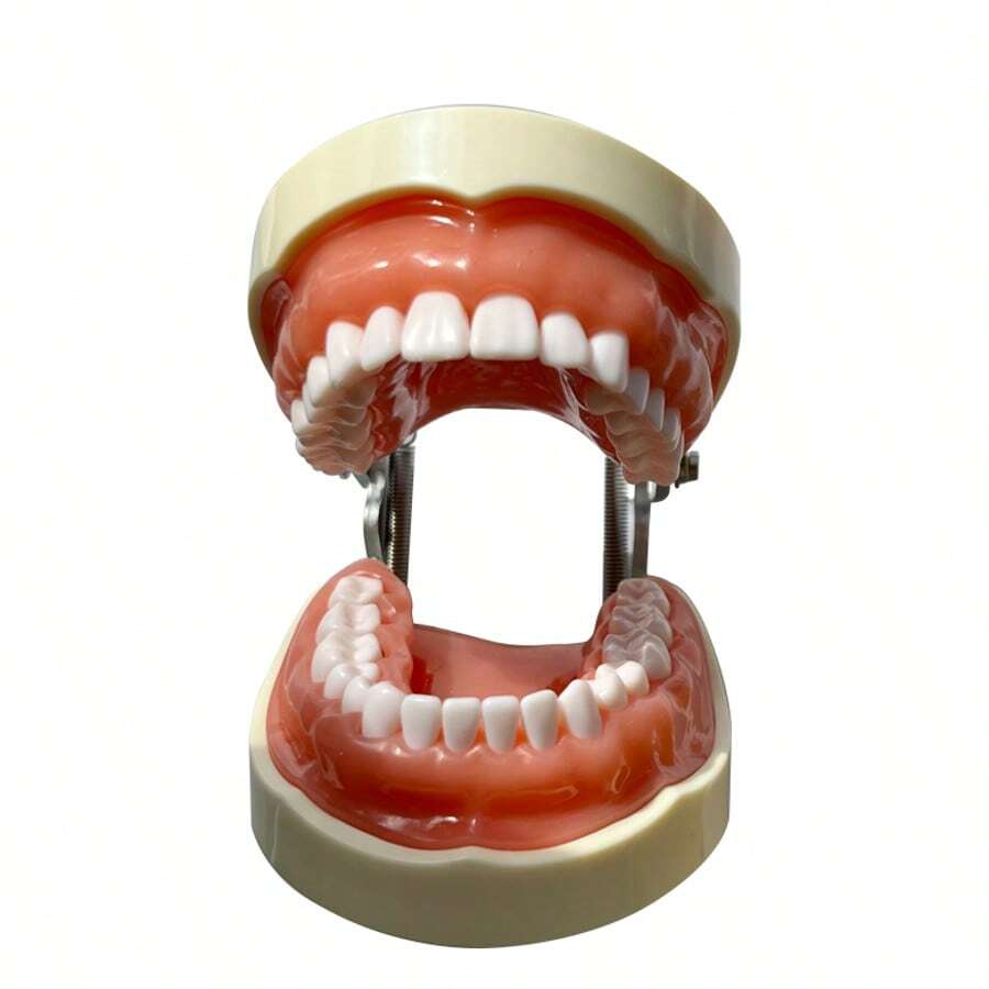 Dental Education Teeth Model, Dental Teaching Preparation, Full Arch ...