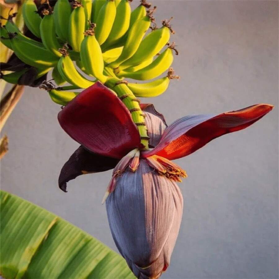 Exotic Hard Fruit Tree Seeds: 100 Rare Mini Fruit Seeds, Suitable For ...