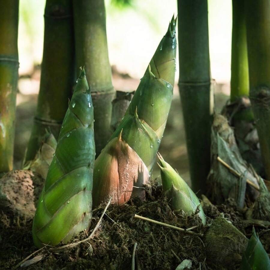 Heirloom Giant Bamboo Garden Privacy Screen For Planting - Fast Growth ...