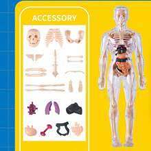 Professional Human Anatomy Model - Detachable Skeleton & Full Torso ...