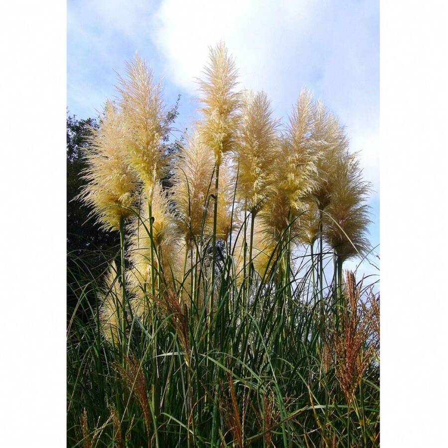 Heirloom Pampas Grass Cortaderia Selloana Seeds - Iconic Ornamental ...