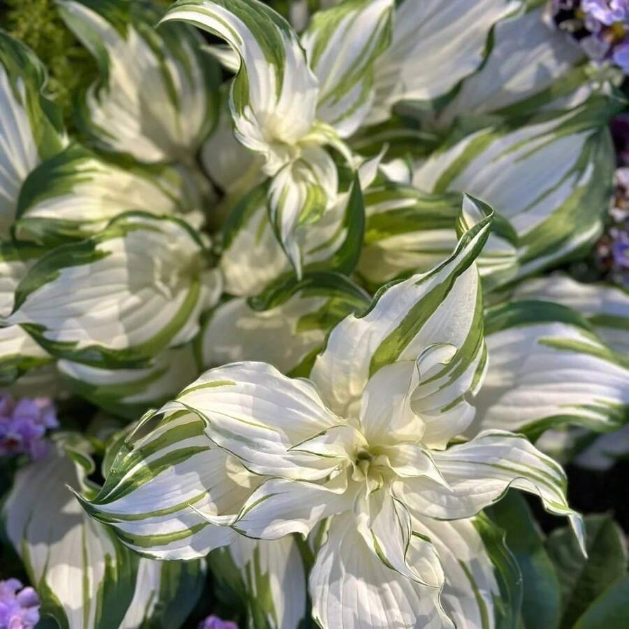 Hosta 'jade Hairpin' Heirloom Plant Seeds - Large Leaf Variety Perfect ...
