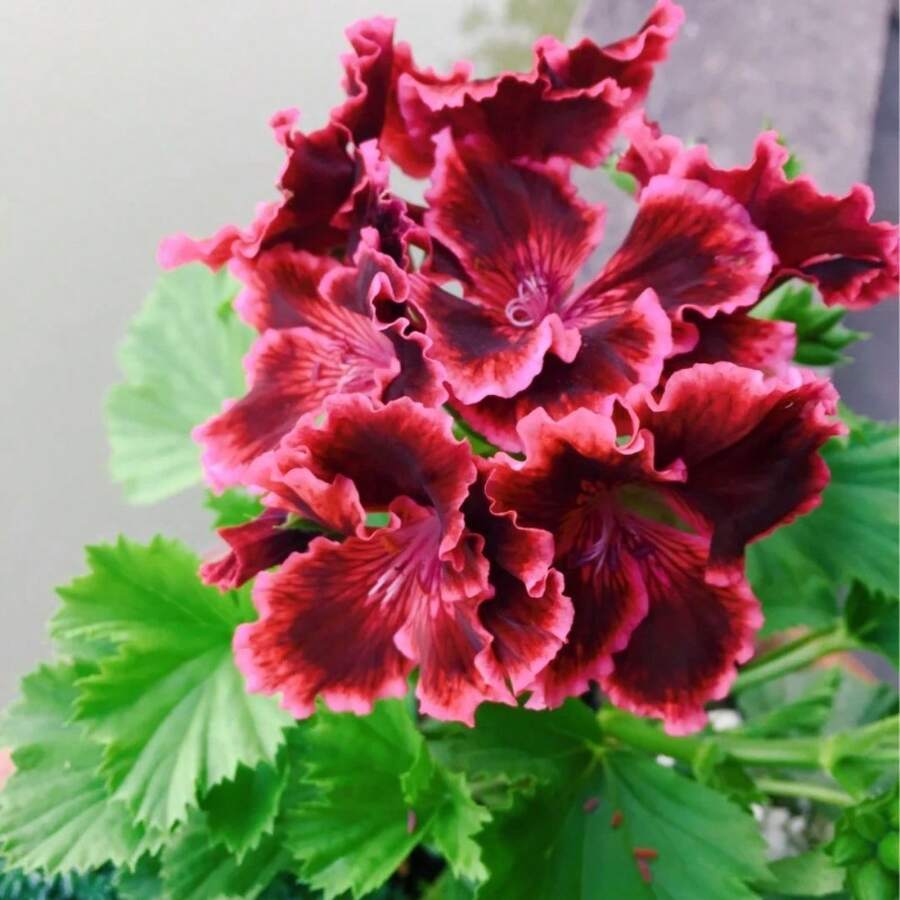100 Mixed Geranium Seeds, Flame Geranium, Perennial Flowering Garden ...