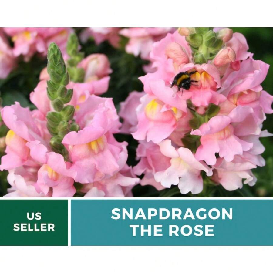 Recommend Snapdragon, Rose - 200 Seeds - Heirloom Flower, Rose-Colored ...