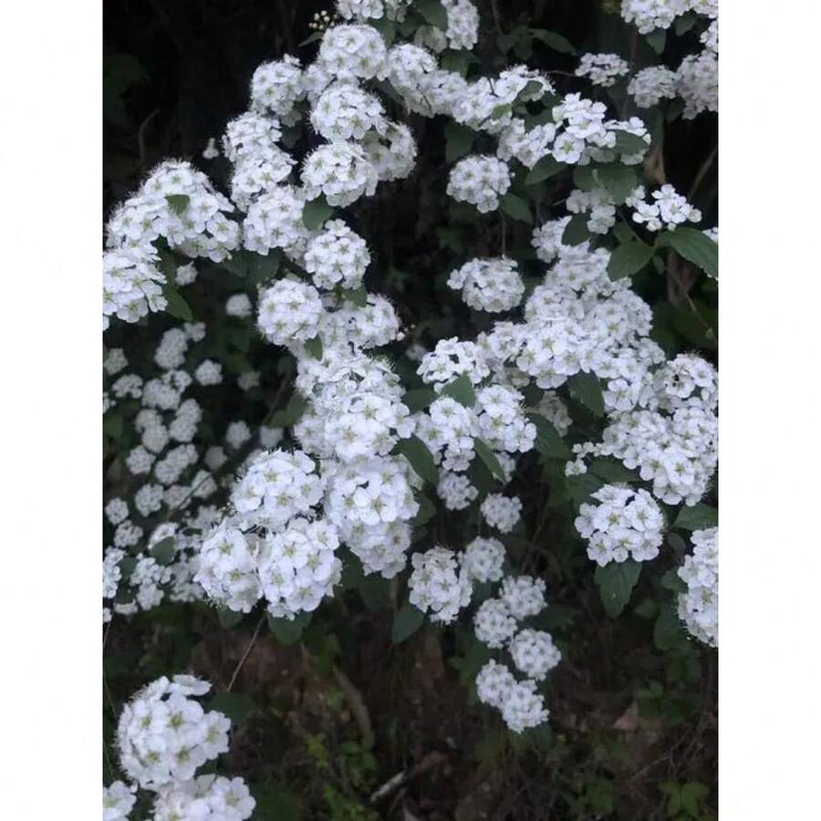 5000 Seeds Rare White Candytuft Flower Ornamental Flowering Plant ...