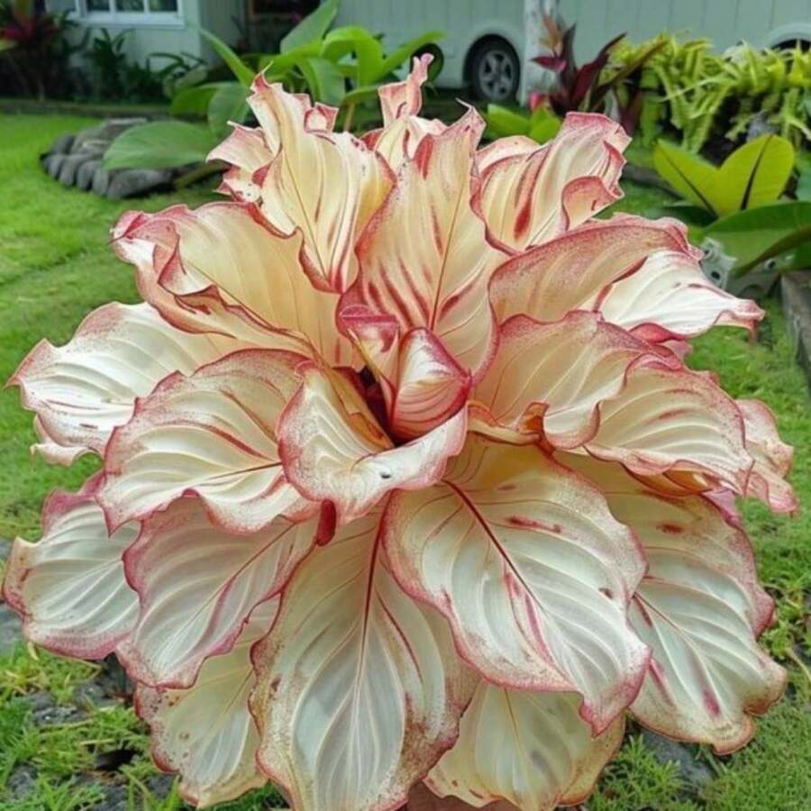 Pink And White Hosta, Outdoor Perennial Flowers, Perennial Ground Cover ...