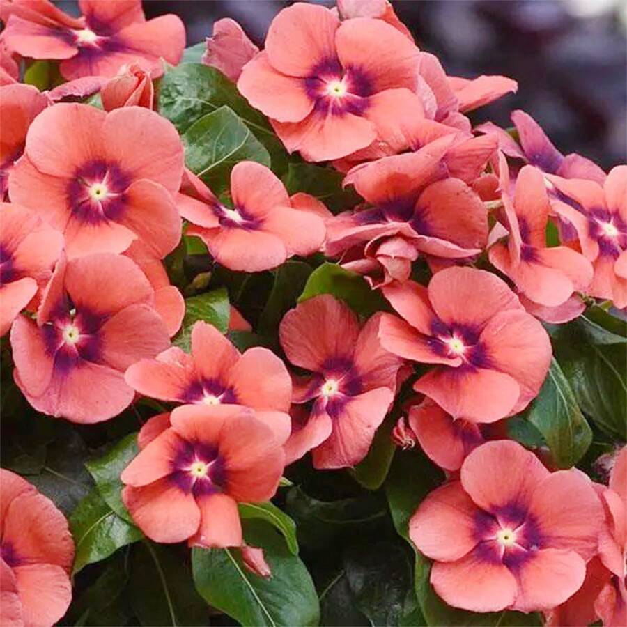 1000 Mixed Perennial Vinca Periwinkle Flower Seeds For Planting ...
